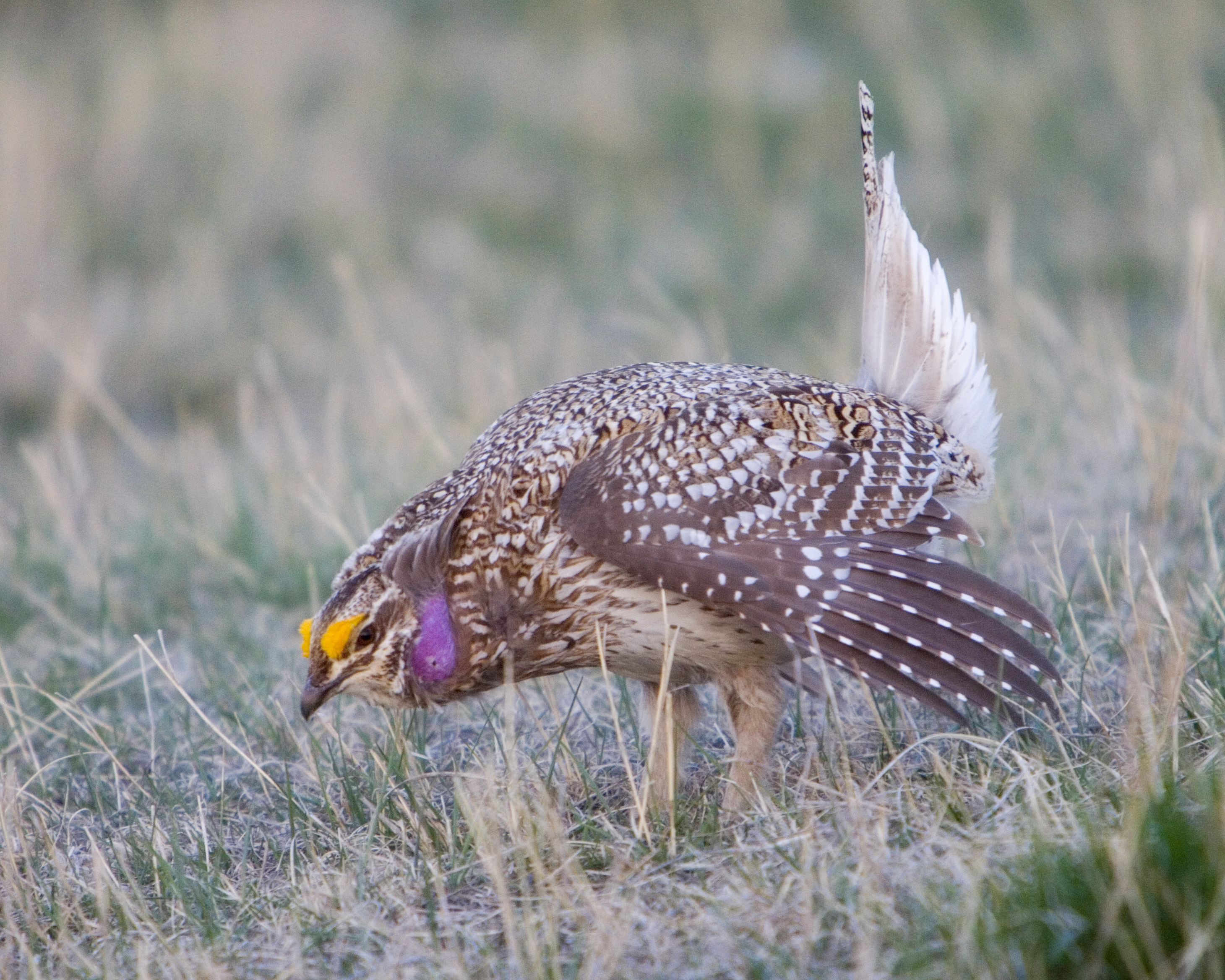 Sharp-tailed Grouse and Greater Prairie-chicken | South Dakota Game ...