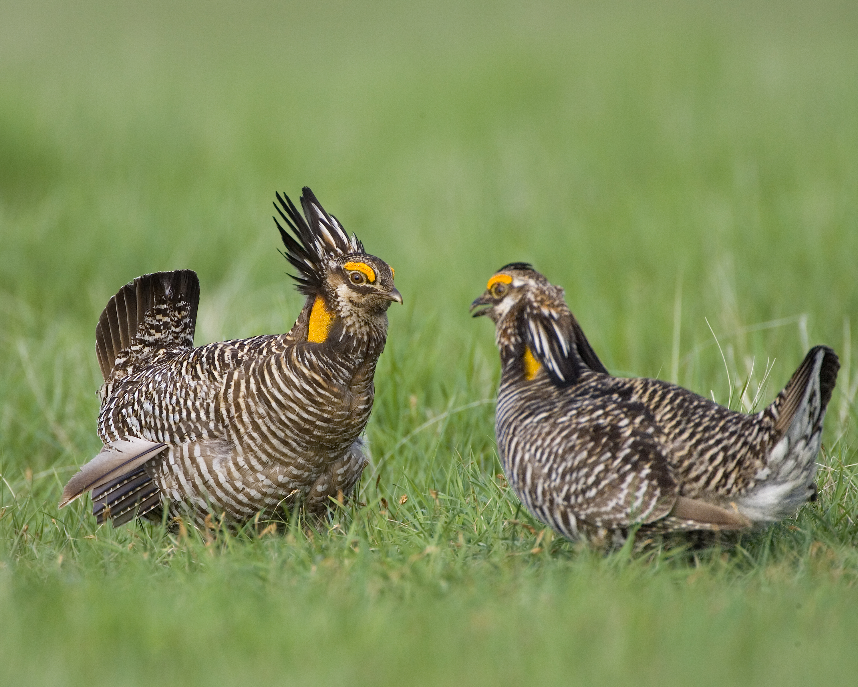 Sharp-tailed Grouse and Greater Prairie-chicken | South Dakota Game ...