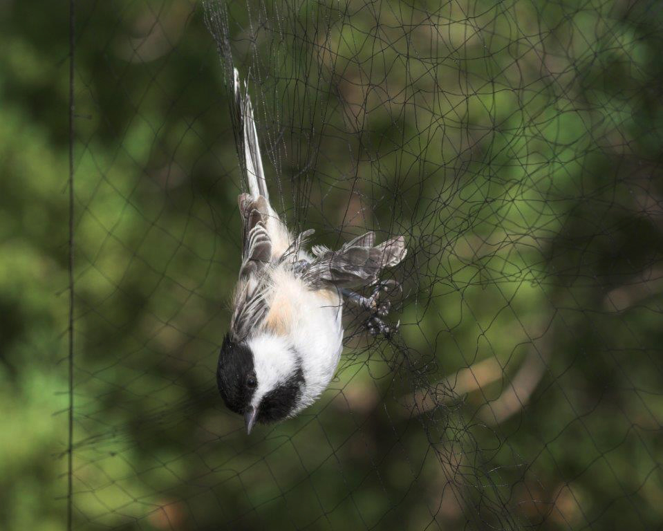 Bird Banding at Farm Island and Fisherman Point | South Dakota Game ...