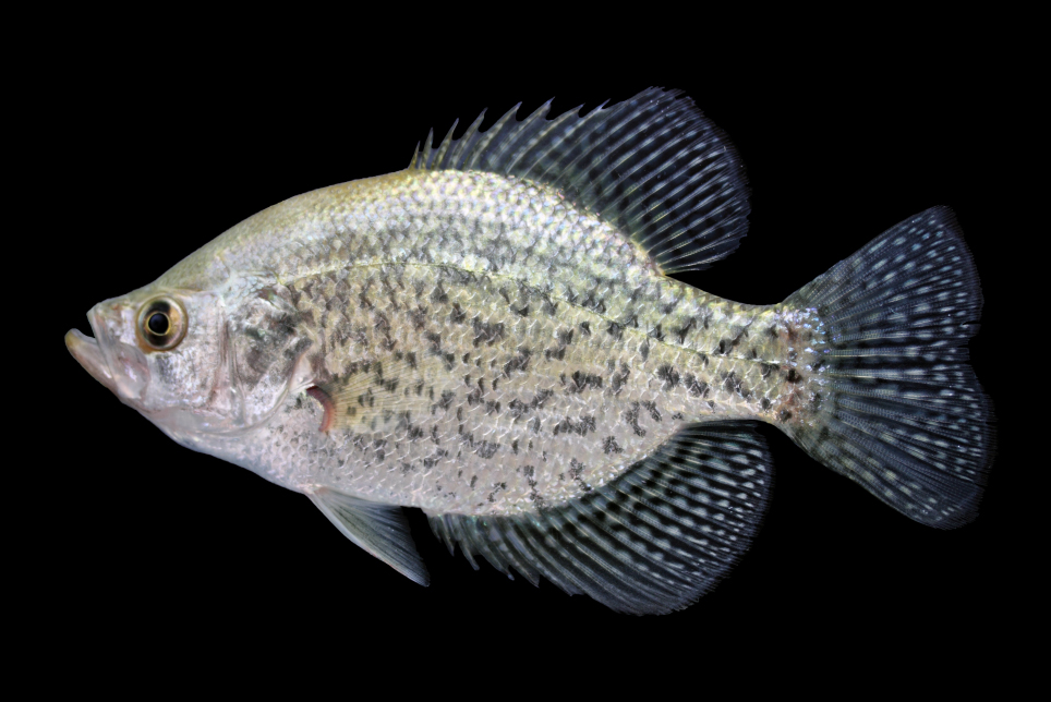 Black Crappie | South Dakota Game, Fish, and Parks
