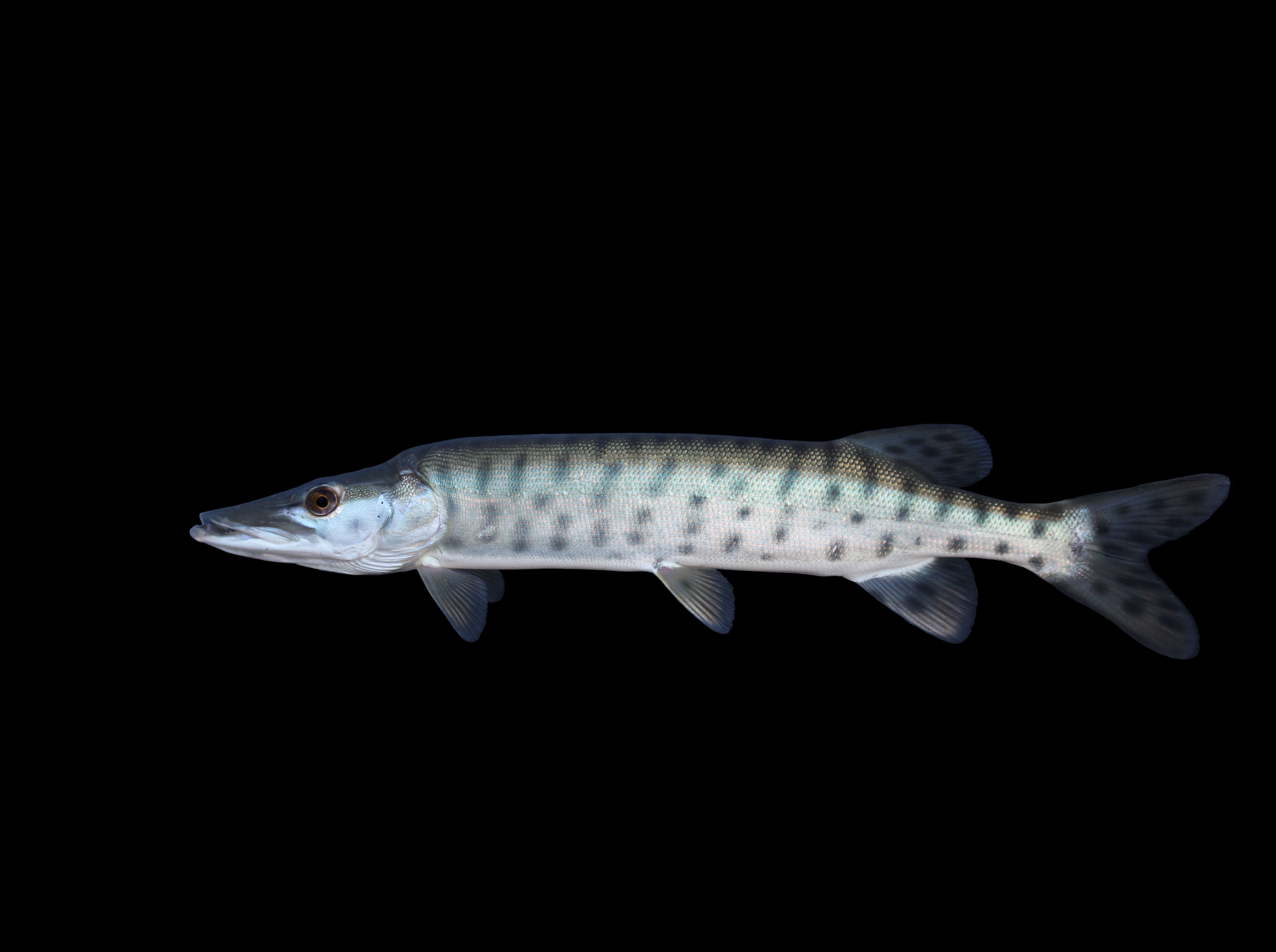 Muskellunge | South Dakota Game, Fish, and Parks