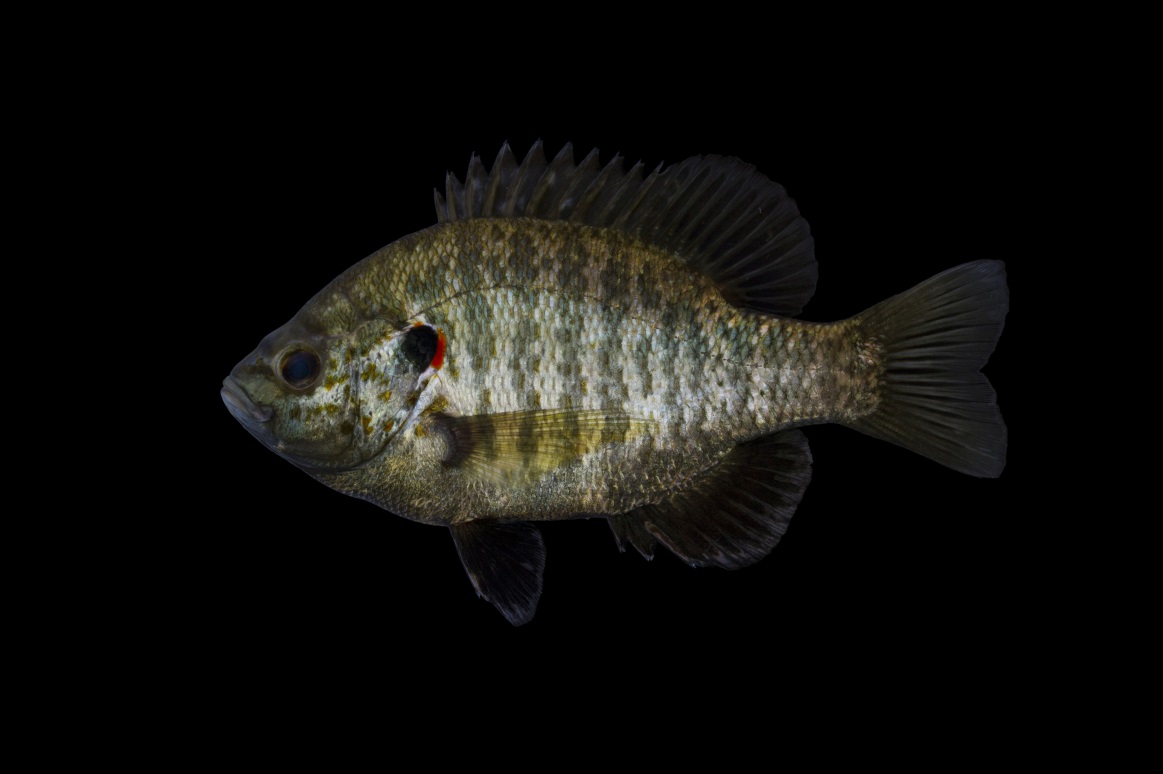 Redear Sunfish | South Dakota Game, Fish, and Parks